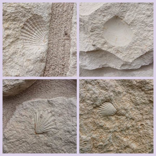 Opoka: tysiące lat historii odciśnięte w elewacji