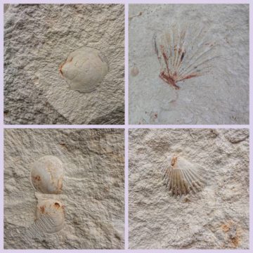 Opoka: tysiące lat historii odciśnięte w elewacji